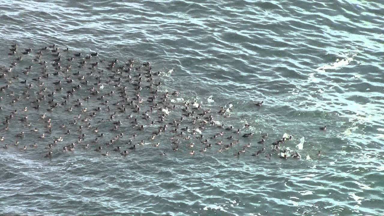 Surf Scoter Raft Synchronous Feeding Dives - YouTube