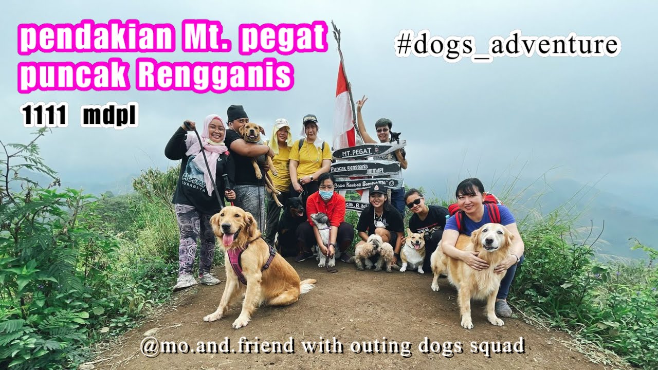 Hiking dengan 15 ekor anjing 😍 dogs adventure ke puncak Rengganis ...