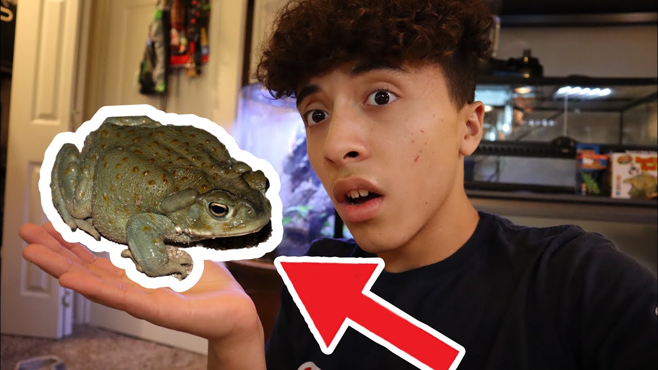 Complete Sonoran Desert Toad Care!! - YouTube