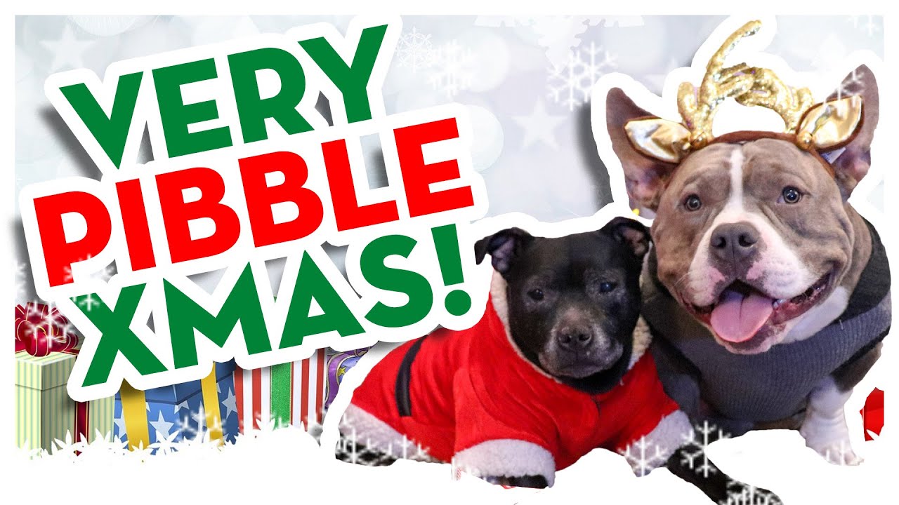 A Very Pibble Christmas | EPIC New Toy & Dog Stocking Haul - YouTube