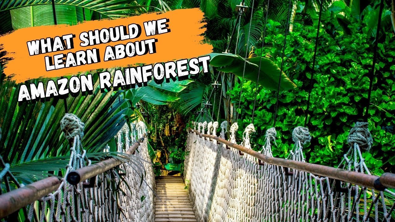 AMAZON RAINFOREST: what is the importance of the AMAZON rainforest ...