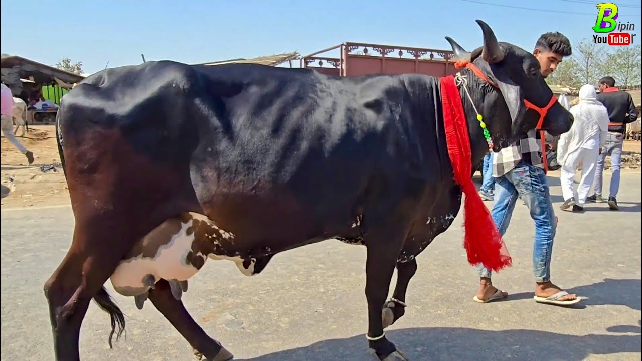 #डेयरी फार्म के लिए सबसे ज्यादा दूध देने वाली गाय यहा मिल रही है ...