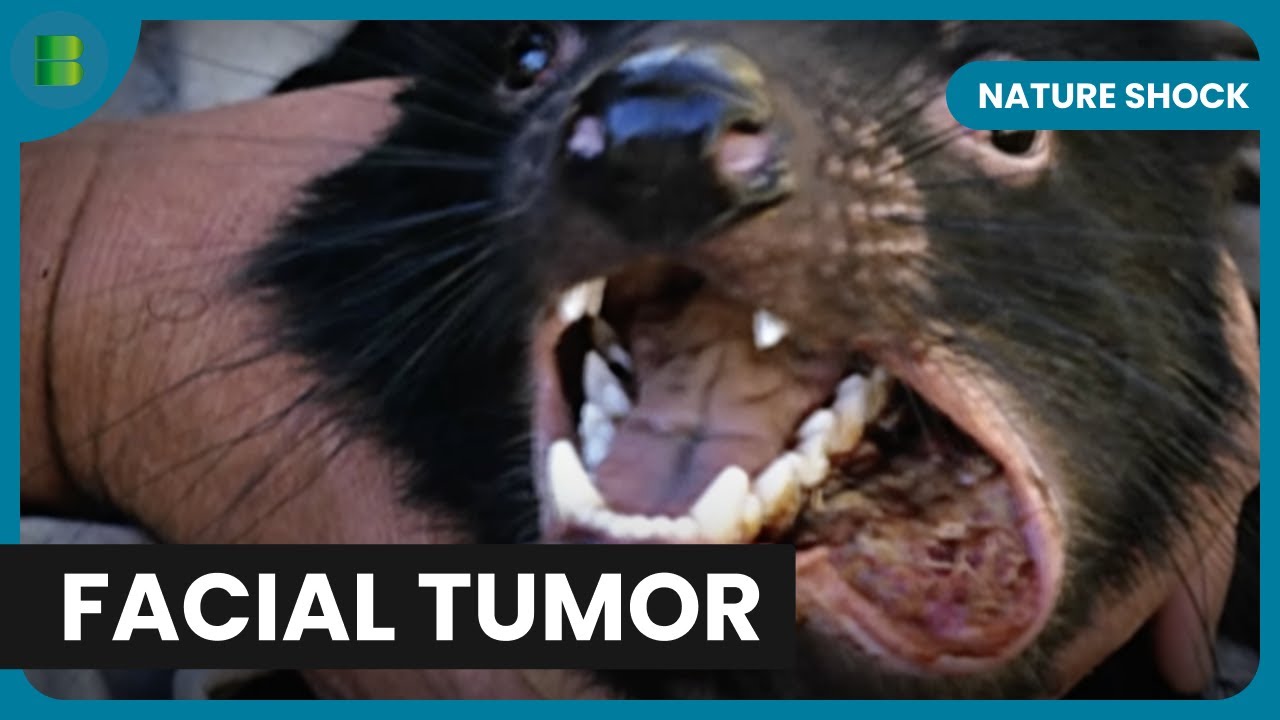 Unmasking the Devil's Contagious Cancer - Nature Shock - Documentary ...