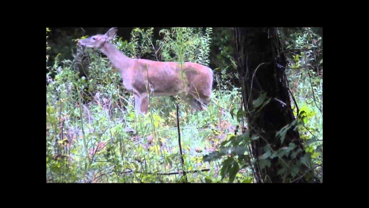 Ninja Deer - YouTube