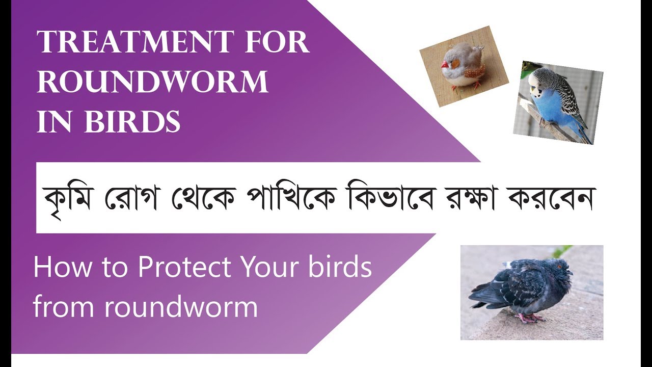 How to Protect Your birds from roundworm | treatment for roundworm in ...