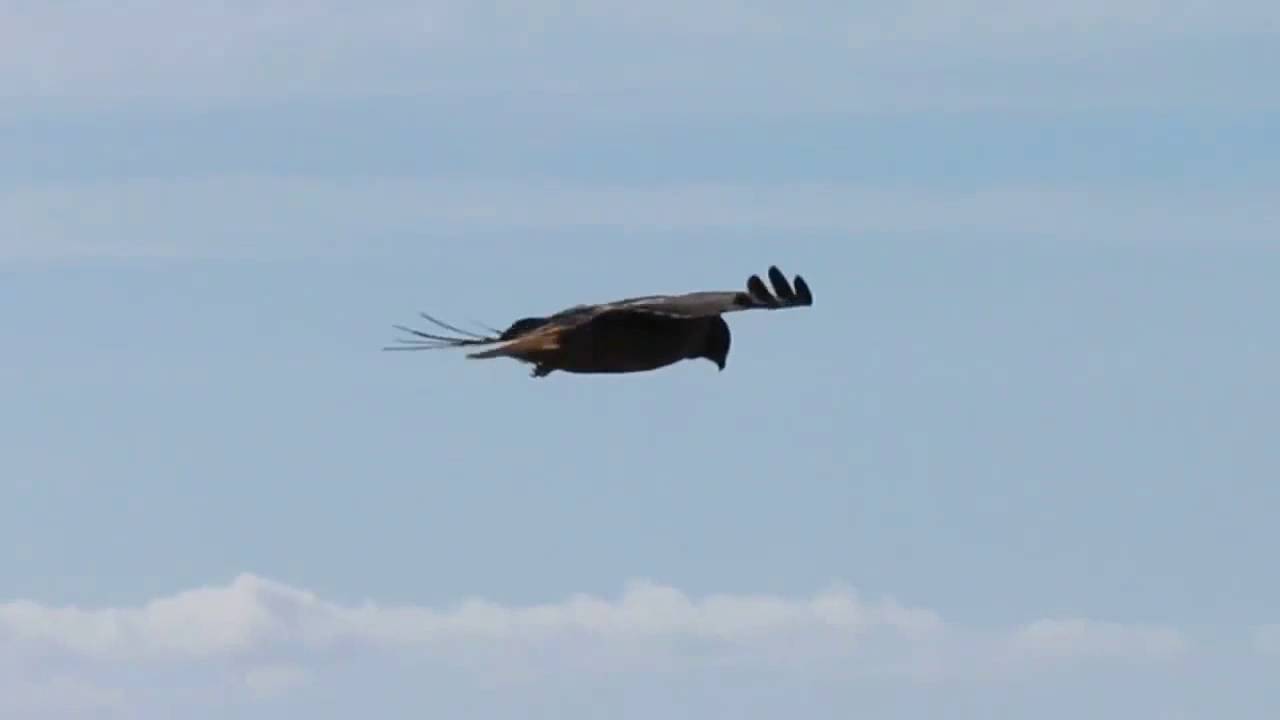 Hawk Hanging on Wind - YouTube
