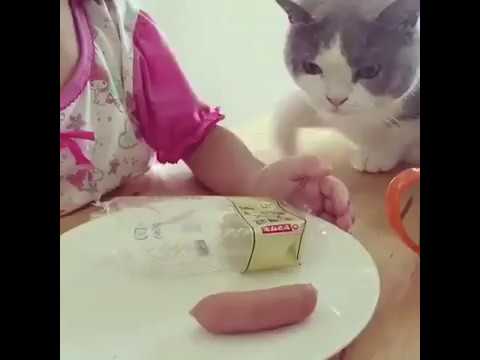 Kucing minta makanan dengan sopan lucunya gemes