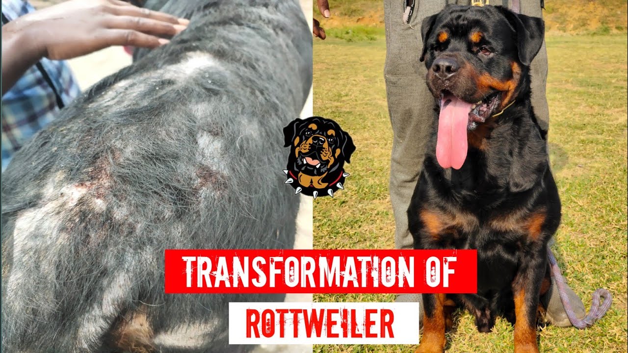 Transformation of Rottweiler 💯 | skin problem rescued by Team - PDS ...