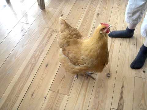 Chicken In The House - YouTube