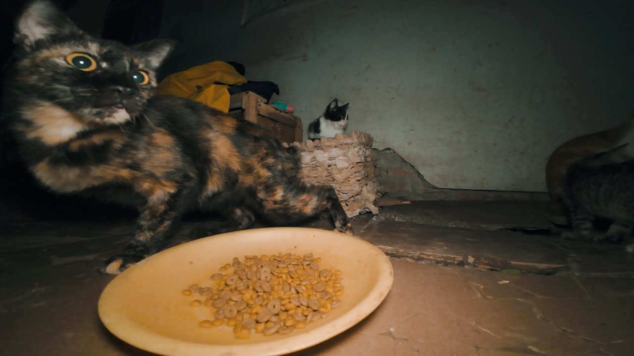Happy stray cats feeding 168 - YouTube