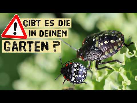 Invasive Grüne Reiswanze im Garten: Was sie anrichtet und was dagegen hilft