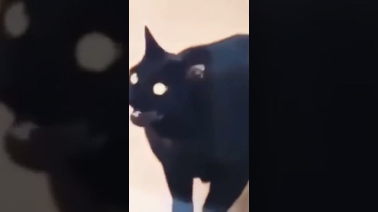 Cat god mode meme - YouTube