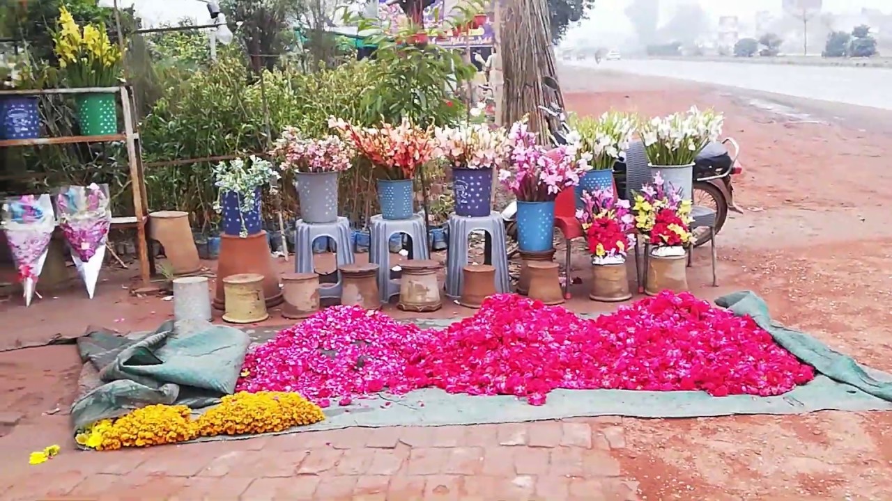 Visit to Pattoki, Lahore || nurseries visit || First Vlog Part 1 - YouTube