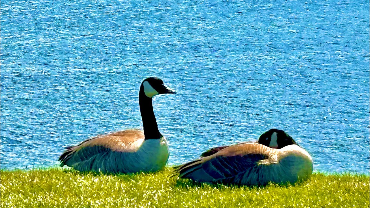 Geese In Seattle - YouTube