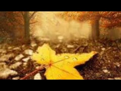 YARPAQ ŞEİRİ | MƏLƏK AĞAYEVA