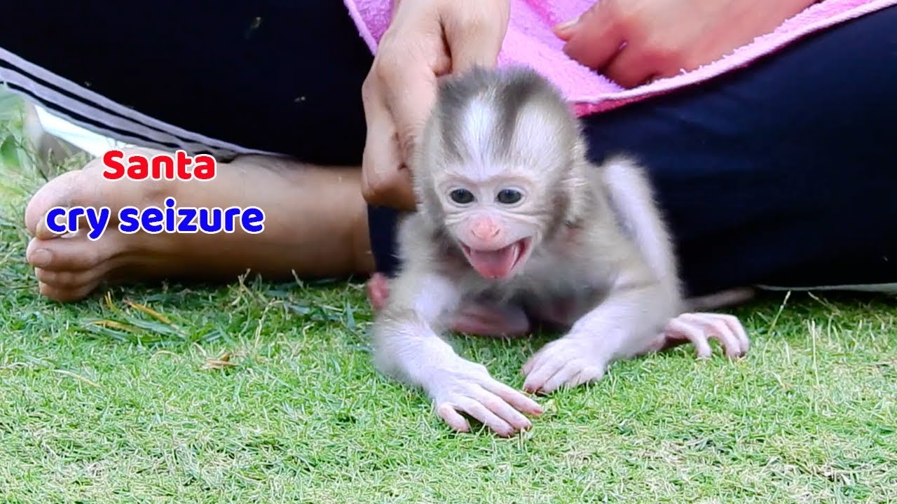 Baby Santa cry so much seizure when lady clean and put her on the grass ...