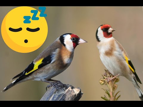Meditasyon Müziği 🎧 1 Saat Rahatlatıcı Müzikler, Kuş Sesleri #2