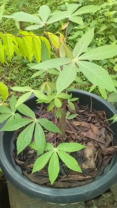 Tanam Singkong dalam Pot - YouTube