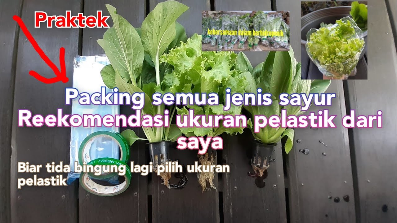 peraktek cara packing bermacam jenis sayur | reekomendasi ukuran ...