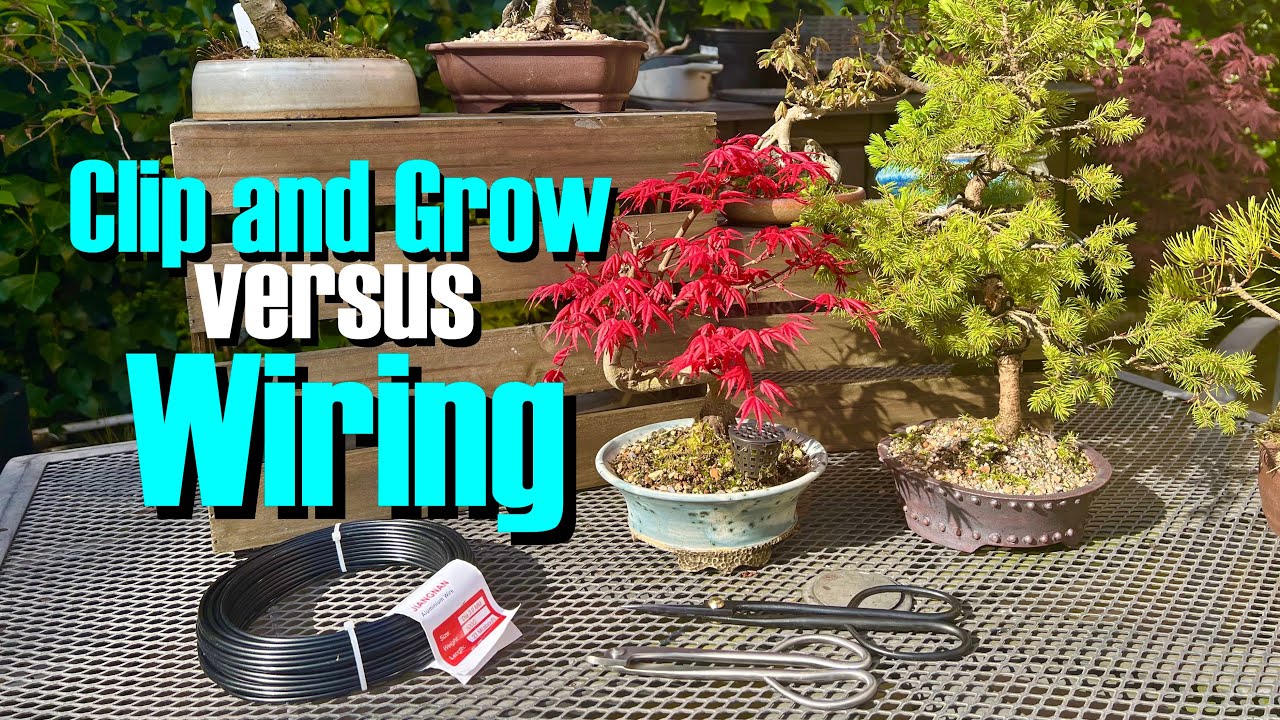 Bonsai: Clip and grow versus wiring - YouTube