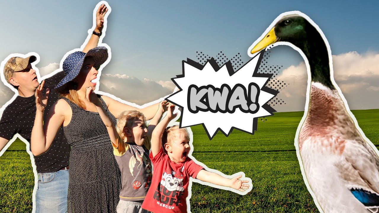 Kaczki Biegusy: Czy jest się czego obawiać? Fakty o hodowli! - YouTube