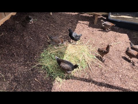 TOUR | Chicken Run Update - Wood Chip Ground Cover - YouTube