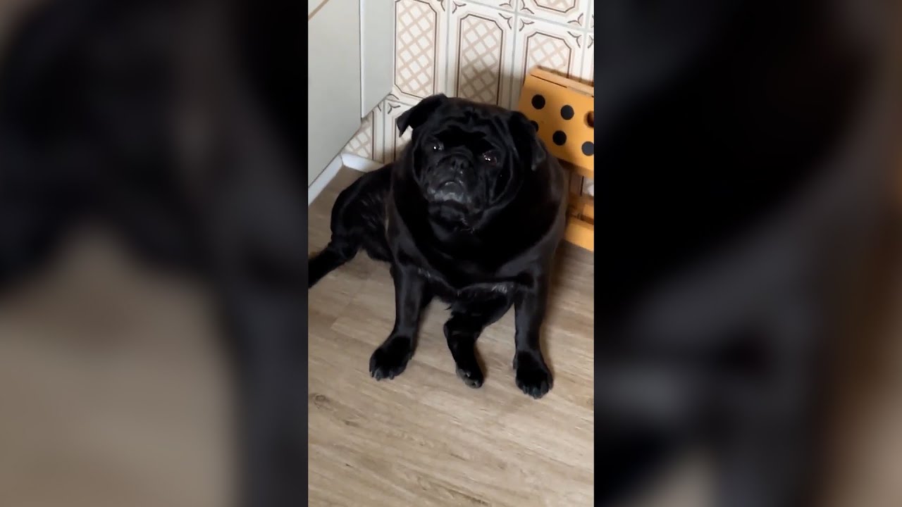 Kylo schläft im Sitzen?😂 MontanaBlack Instagram Story - YouTube