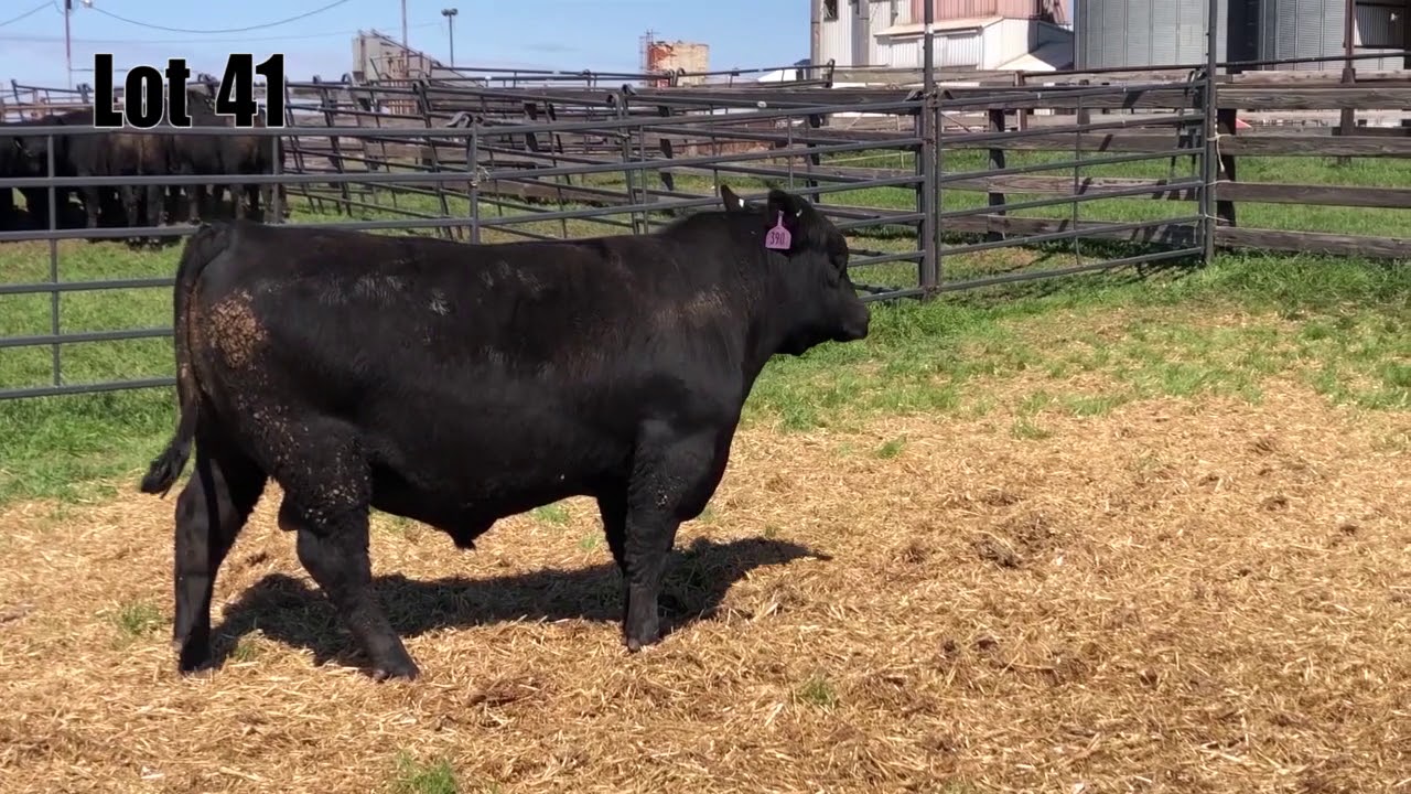 Lot 41 YouTube lot-41-youtube