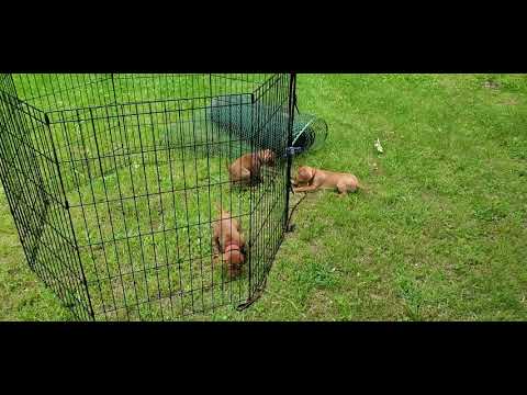 Red Girl teasing the \