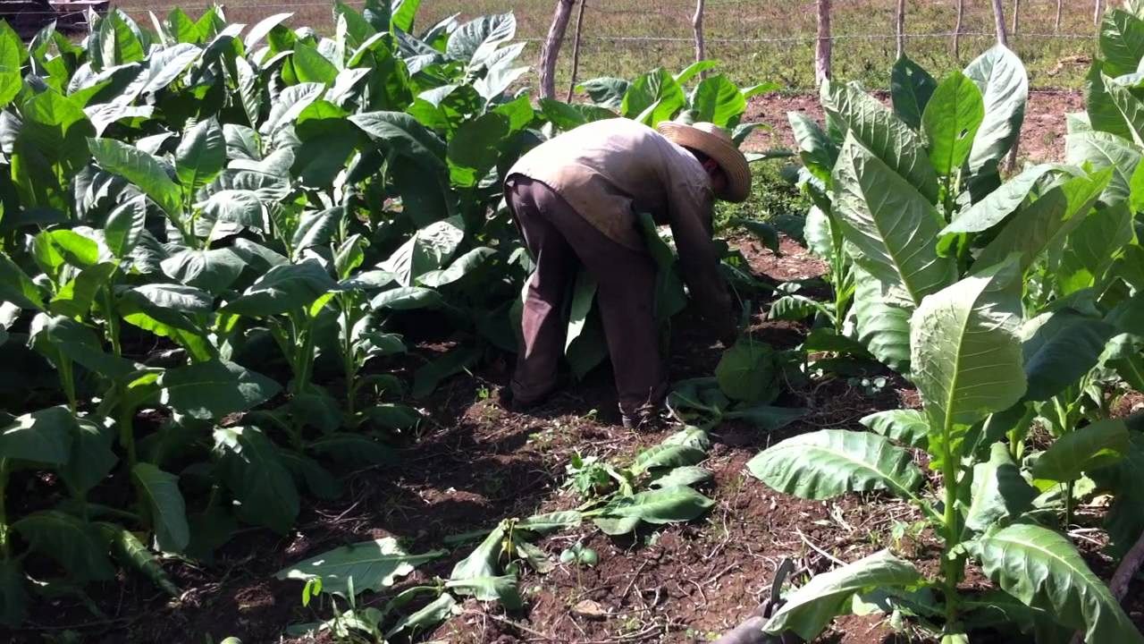 vito recogiendo tabaco en Cuba ( jiquima de pelaez) - YouTube