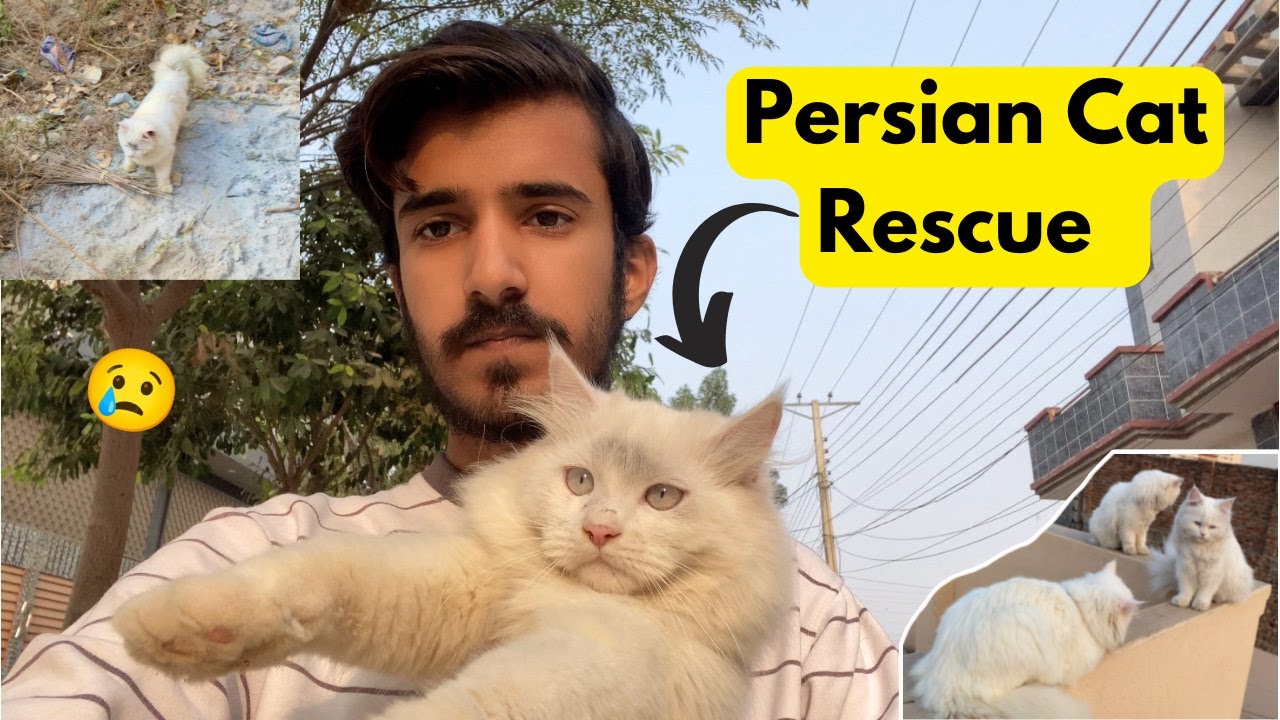 I found a lost Persian cat 😿💔 Outside my house || Cat Rescue |Rehan ...