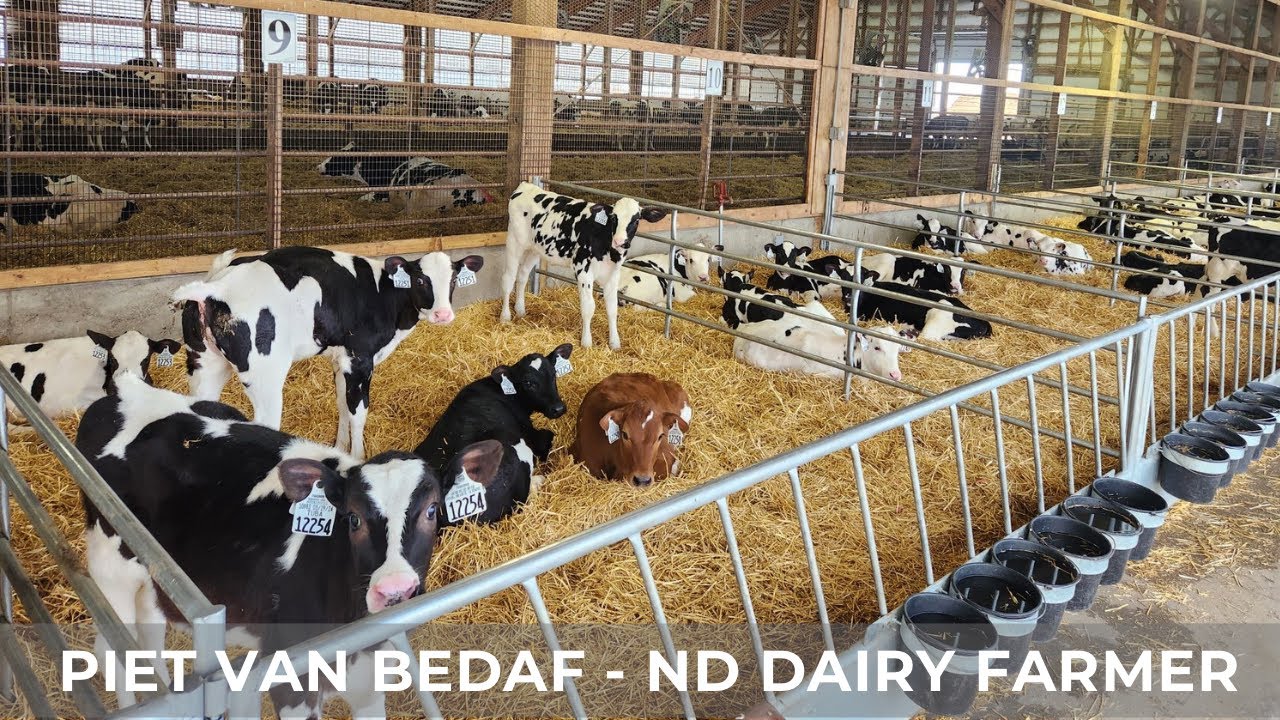 Calf Barn (134) - YouTube