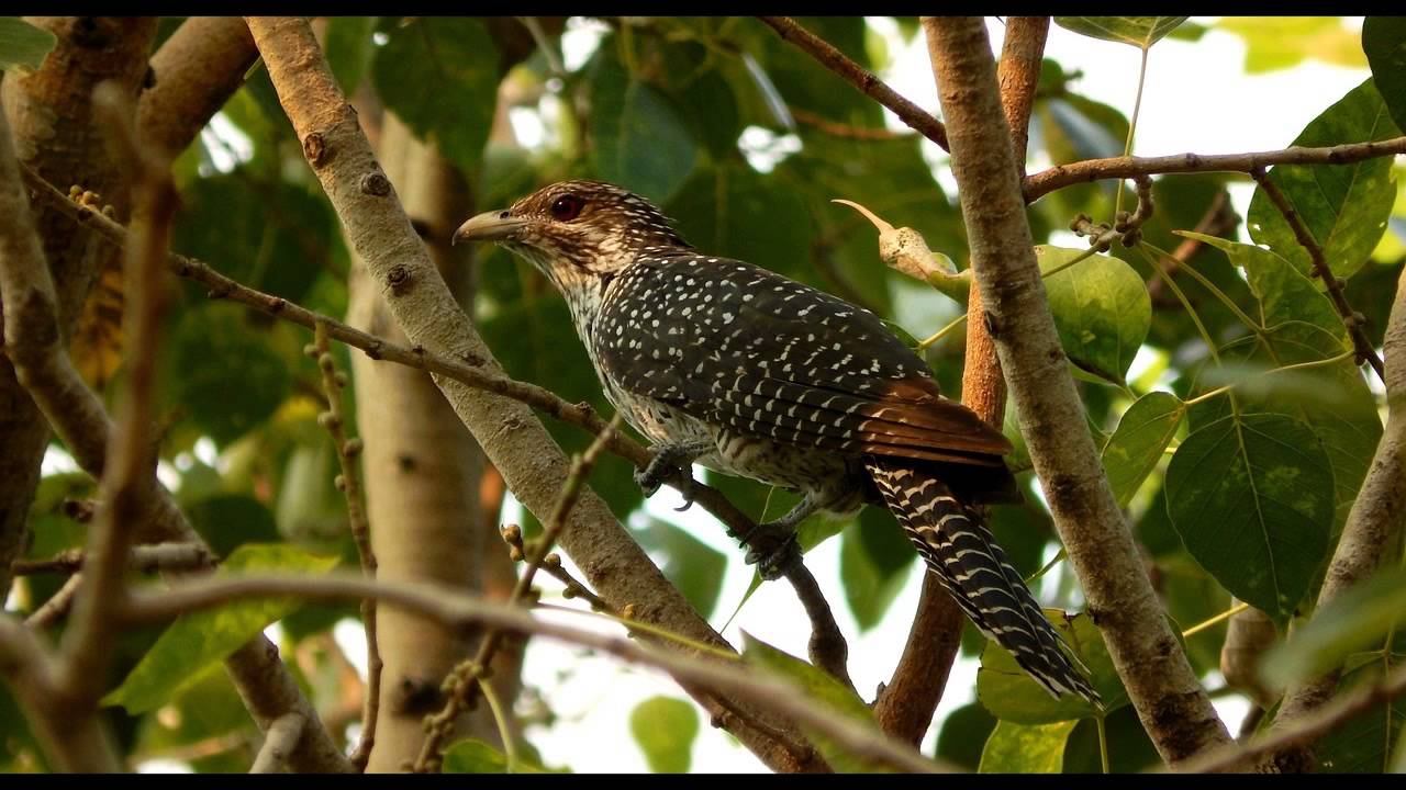 Nature Sounds - Cuckoo and Nightingale - Birdsong, meditation, study ...