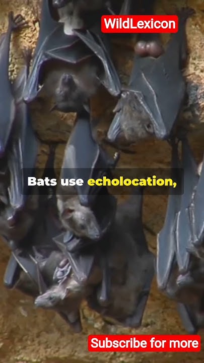 How Bats See in the Dark! Echolocation Explained #bats #shorts # ...