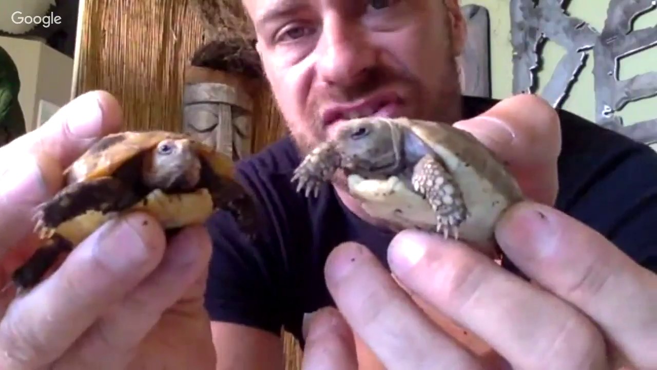 Reptile Love & Baby Tortoise Talk - YouTube