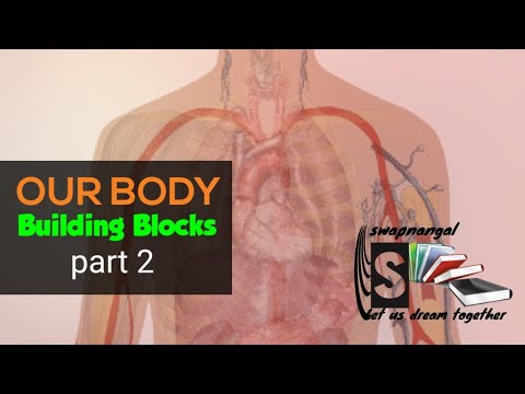 Our Body - Basic Building Blocks - YouTube