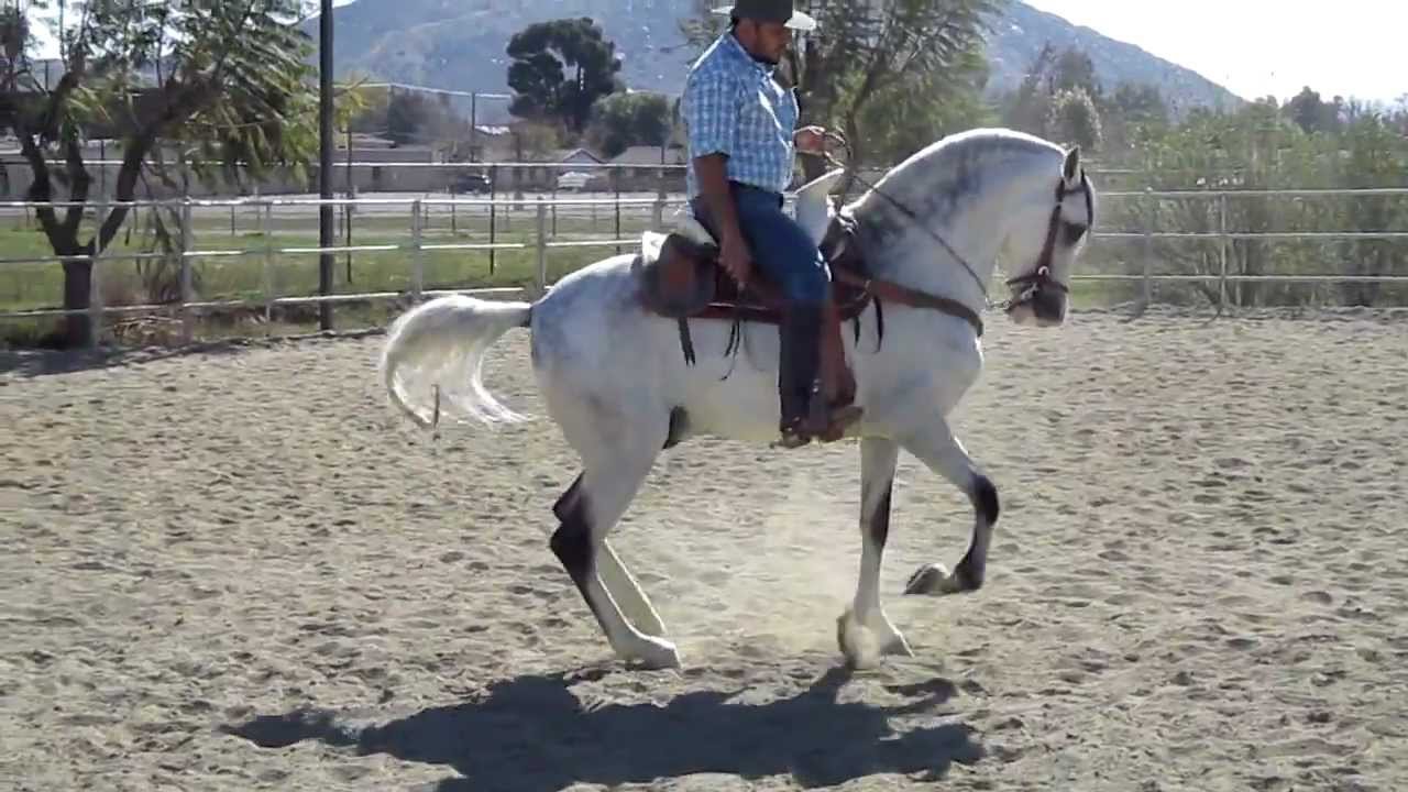 CABALLO ZARCO - YouTube