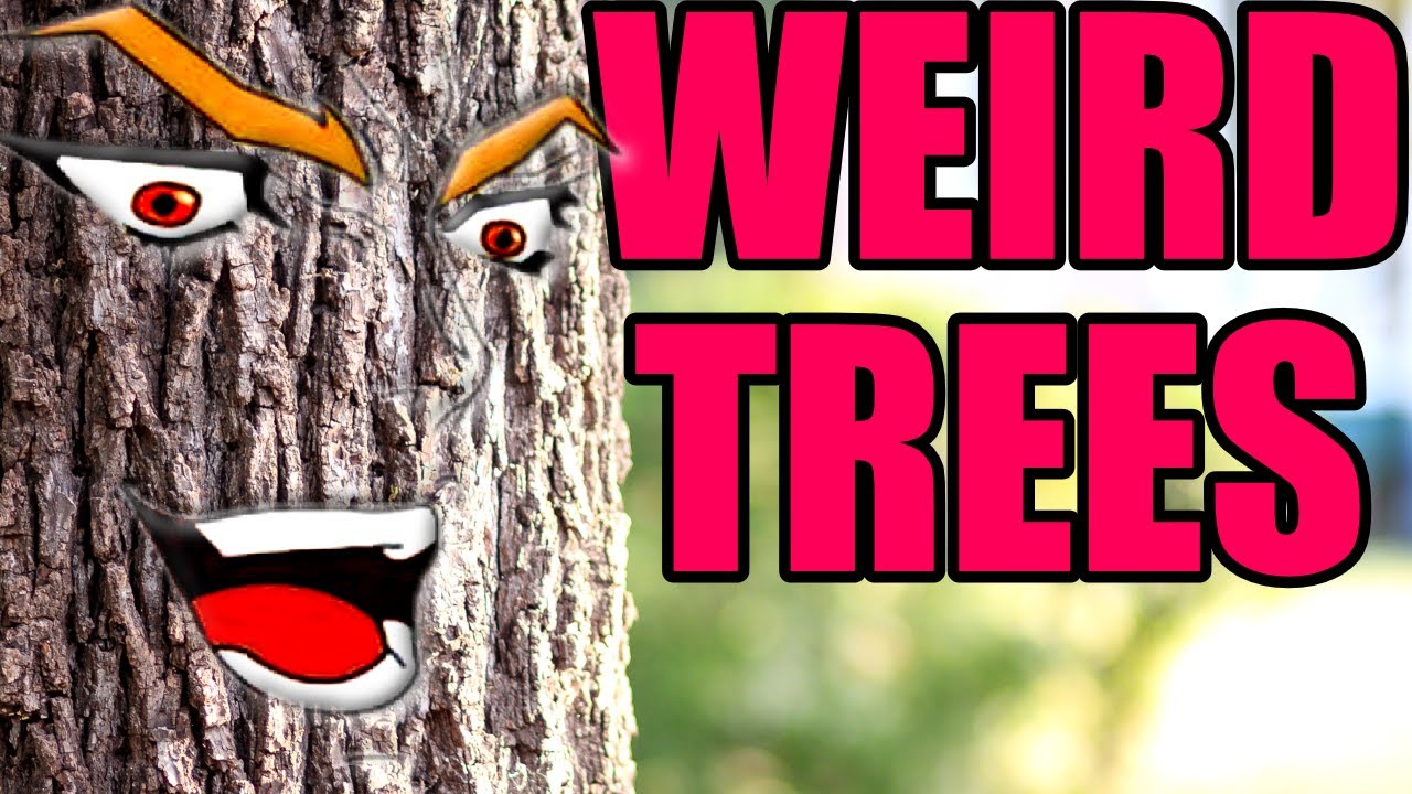 Bizarre Trees That Will Give You Wood - YouTube