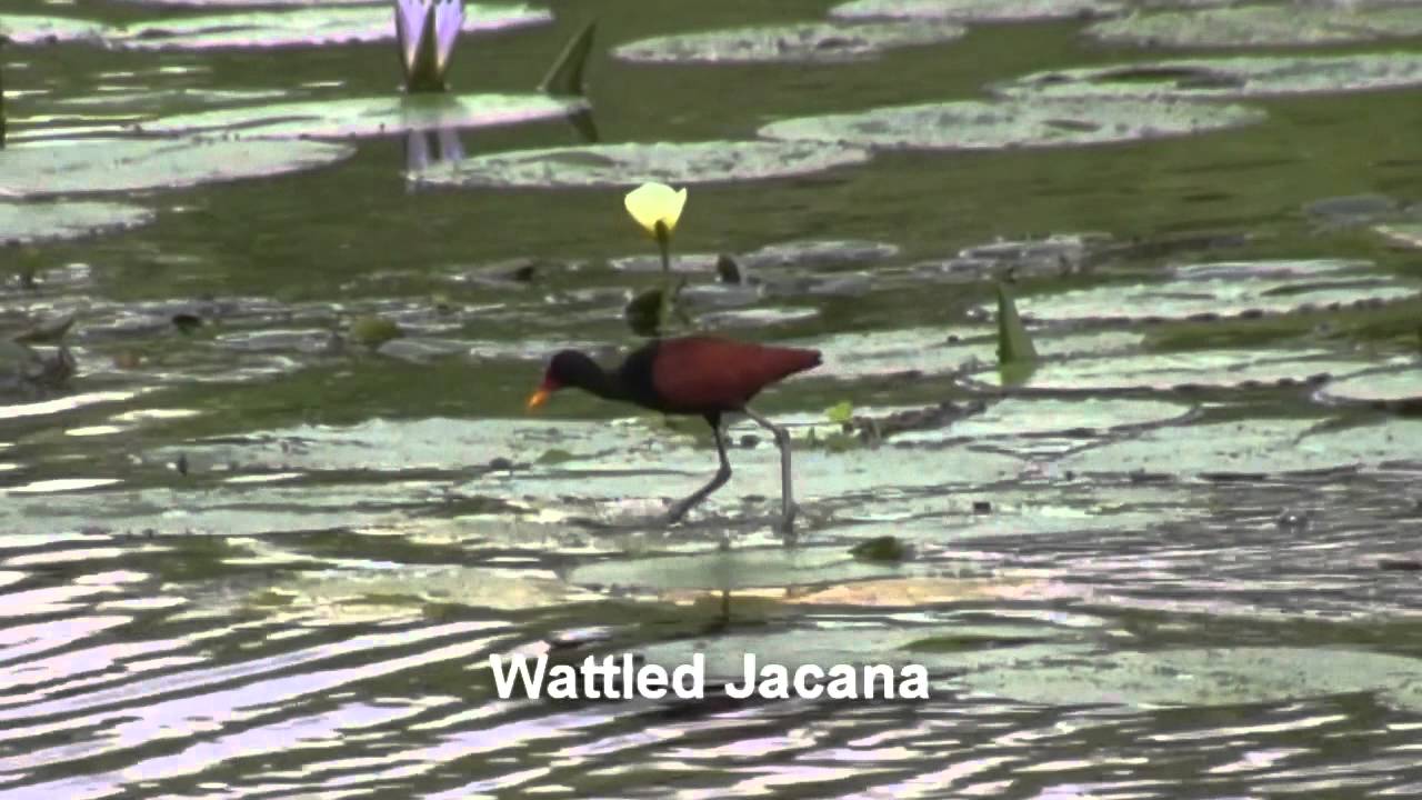 Birds of Brazil - Waterbirds - YouTube