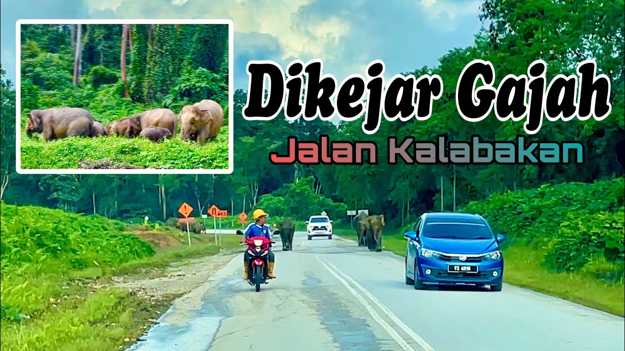 Cemas Dikejar Gajah Liar - Jalan Kalabakan Sapulut (vlog) - YouTube