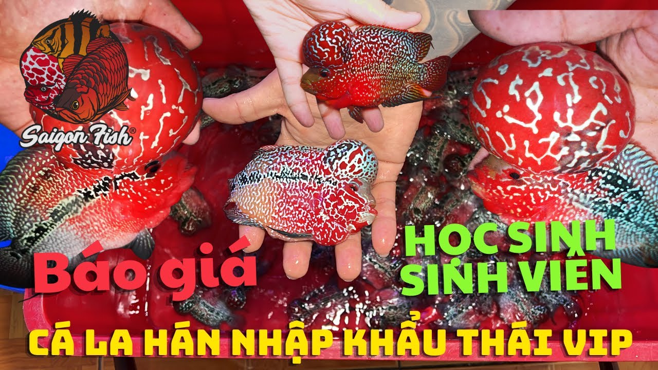 Saigon Fish | Báo giá cá la hán super red dragon, king kamfa giá hấp ...