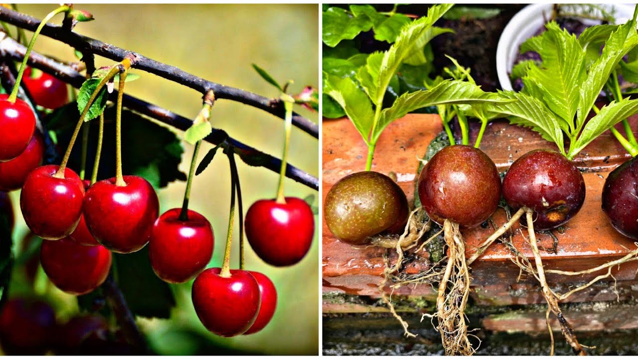 Best Method How To Grow Cherry Tree From Fruit With Water Lemon Fast