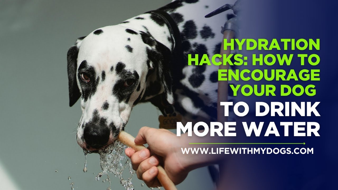 Hydration Hacks: How to Encourage Your Dog to Drink More Water - YouTube