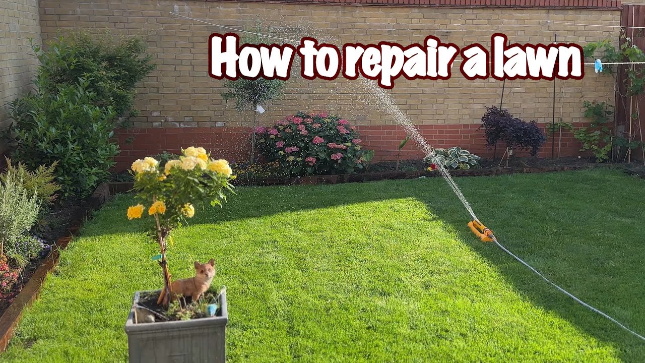 How to repair a lawn - YouTube