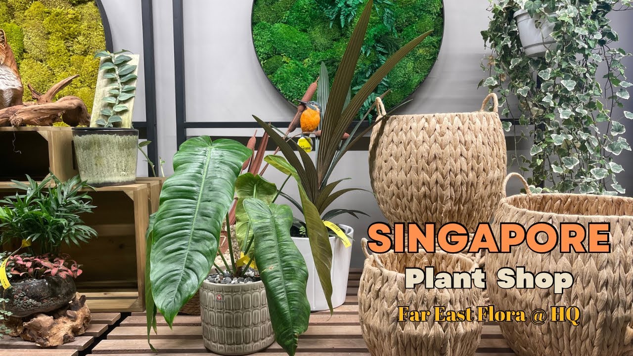Singapore Plant Prices | Plant Nursery Tour | Far East Flora HQ ...