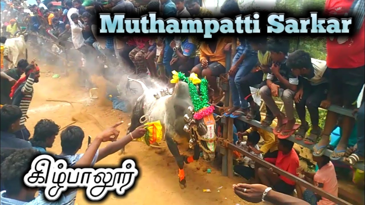 Muthampatti Sarkar 8.36sec |kilpalur Street |7/7/2024 |@TamizhRock# ...
