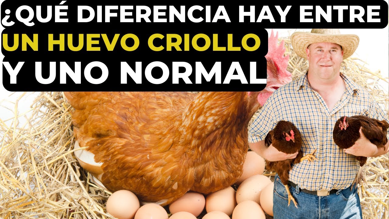 ¿Qué diferencia hay entre un huevo criollo y uno normal - YouTube