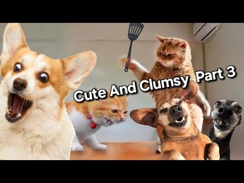 Cute and Clumsy Part 3: Funniest Animal Moments Caught on Camera! # ...