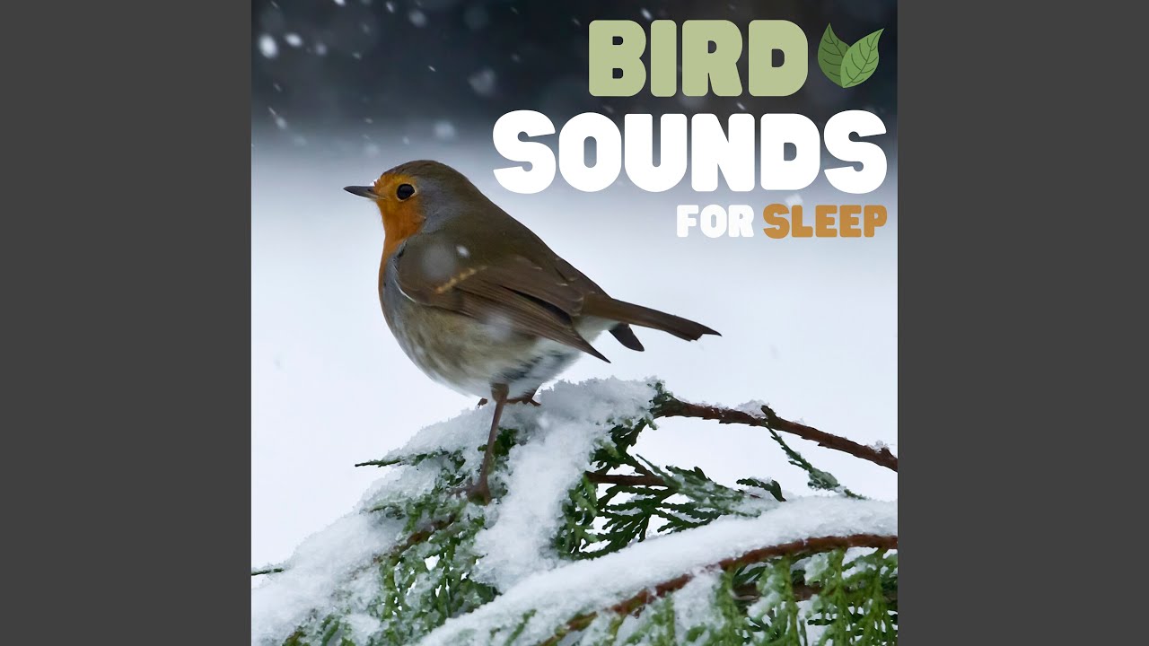 Winter Birdsong Recordings - Nature Sounds for Sleep, Study ...