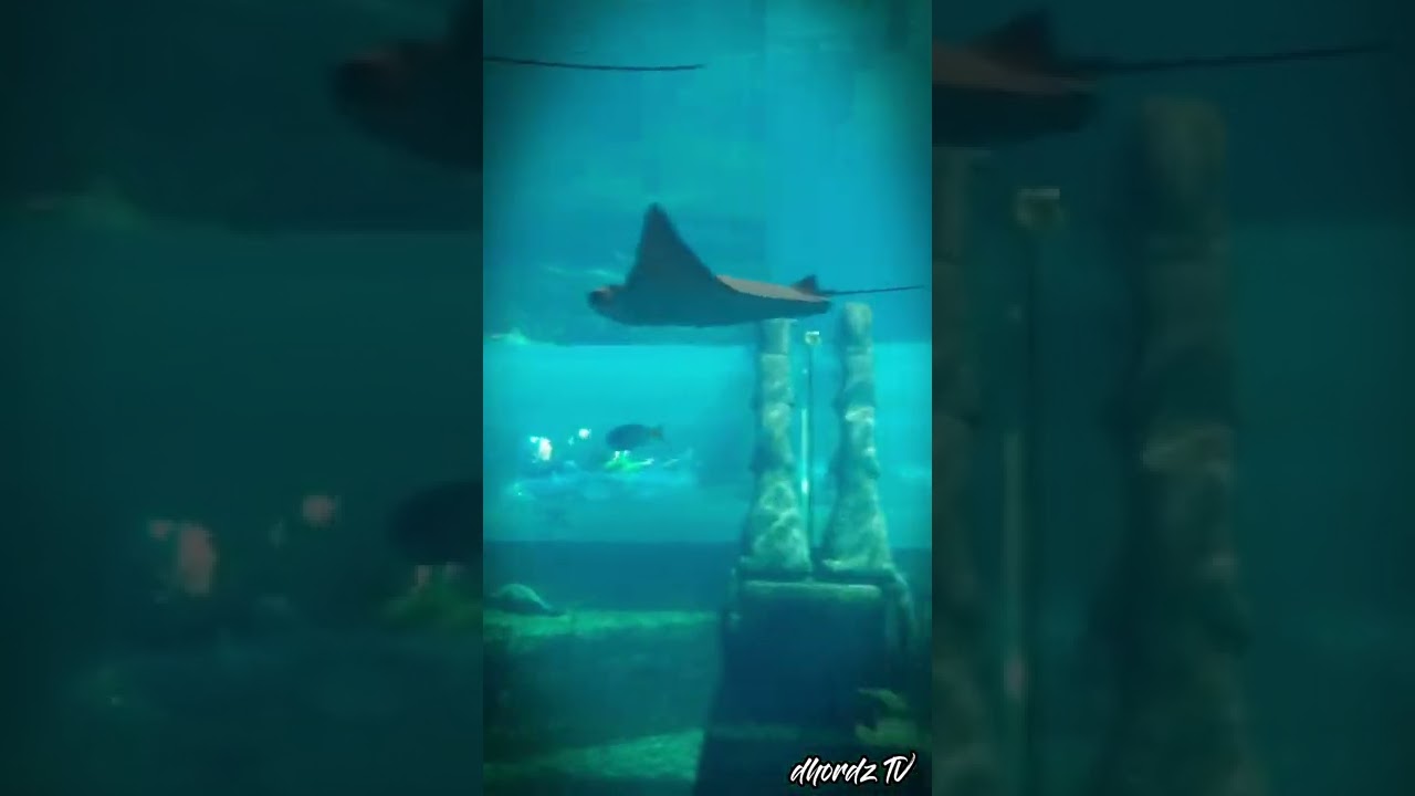 SHARK ATTACK WATER SLIDES AT ATLANTIS AQUAVENTURE WATERPARK | DHORDZ TV ...